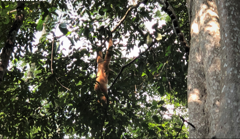 3-days Wild Gibbon Trek Cat Tien National Park Tour from Mui Ne